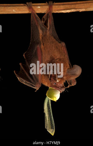 Hairy Big-eared Bat (Micronycteris hirsuta) roosting, Smithsonian ...