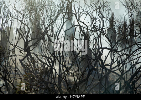 Blackboy Tree (Xanthorrhoea sp) group and shrubs charred by bush fire ...