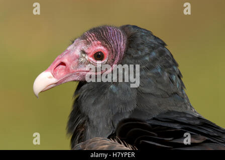 Turkey Vulture (Cathartes aura), Howell Nature Center, Michigan Stock ...