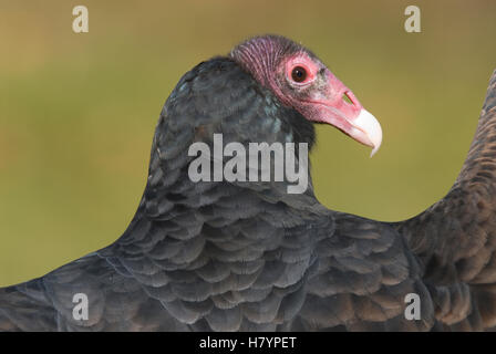 Turkey Vulture (Cathartes aura), Howell Nature Center, Michigan Stock ...