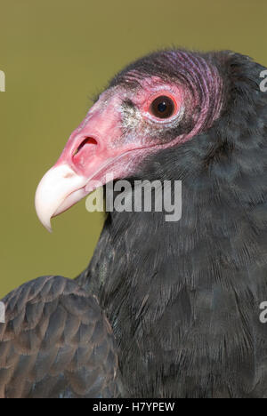 Turkey Vulture (Cathartes aura), Howell Nature Center, Michigan Stock ...