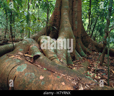 Fig (Ficus sp) tree in rainforest, Yasuni National Park, Amazon ...