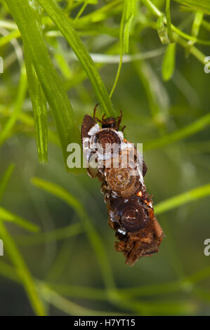 Caddis Fly (Phryganeidae) larva in a case made of reed stems Stock ...
