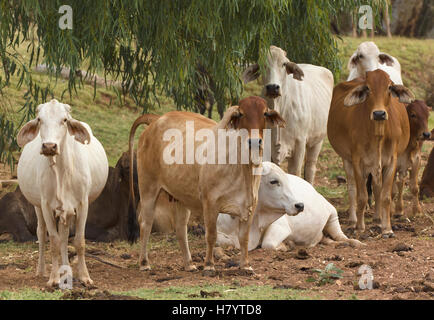 Brahma Cattle (Bos indicus), Queensland, Australia Stock Photo - Alamy