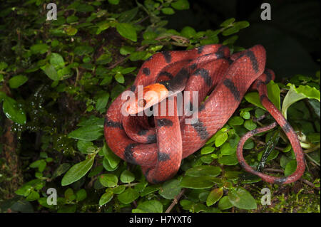 Banded Tree Snake (Tripanurgos compressus), Yasuni National Park ...