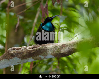 Magnificent Riflebird (Ptiloris magnificus), Iron Range, Cape York ...
