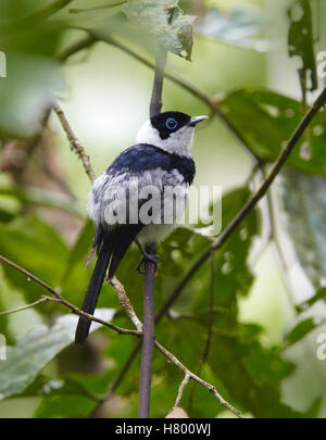 Pied Monarch (Arses kaupi) male, Atherton Tableland, Queensland ...