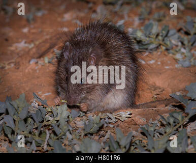 Long-haired Rat (Rattus villosissimus) feeding at night, Diamantina ...