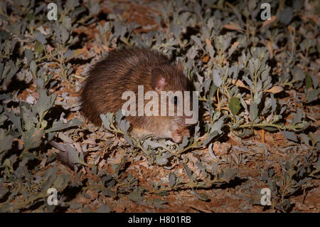 Long-haired Rat (Rattus villosissimus) feeding on vegetation at night ...