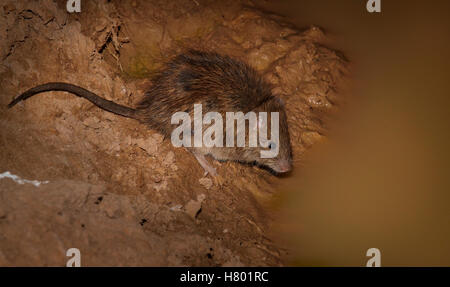 Long-haired Rat (Rattus villosissimus) feeding at night, Diamantina ...