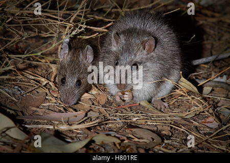 Long-haired Rat (Rattus villosissimus) feeding on vegetation at night ...