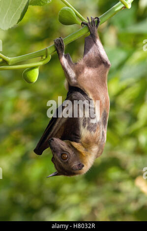 Straw-colored Fruit Bat (Eidolon helvum) female flying towards camera ...