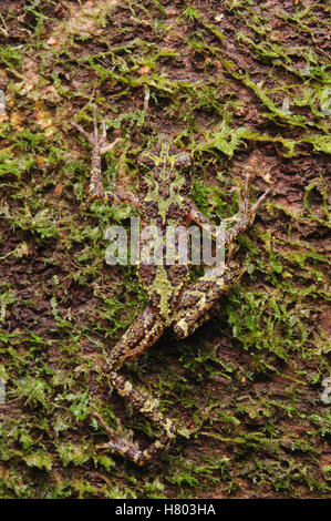 Bornean Rainbow Toad (Ansonia latidisca), unseen since 1924 it was ...