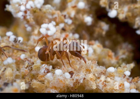 Fungus Gardening Ant (Cyphomyrmex faunulus) nest showing fungal ...