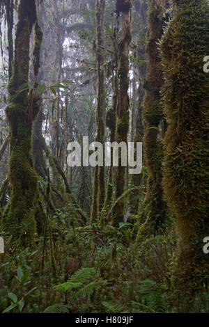 Cloud forest, Muller Range, Papua New Guinea Stock Photo - Alamy