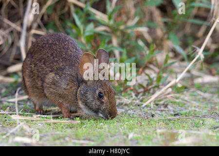 Marsh Rabbit (Sylvilagus palustris), Myakka River State Park, Florida ...