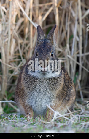 Marsh Rabbit (Sylvilagus palustris), Myakka River State Park, Florida ...