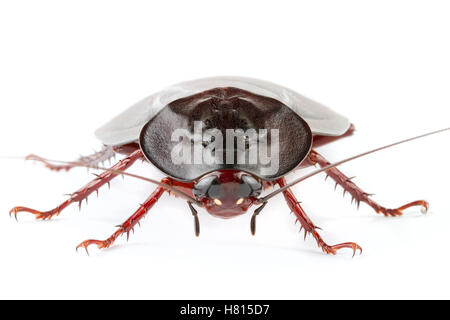 Wood Cockroach (Megaloblatta blaberoides), Barbilla National Park ...