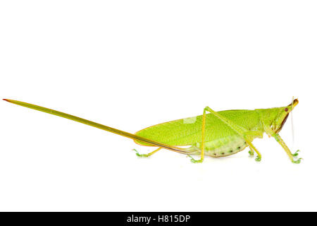 Brown-faced Spear Bearer (Copiphora hastata) displaying, Barbilla ...