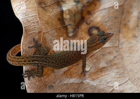 Saba Least Gecko (Sphaerodactylus sabanus), Saba, West Indies ...