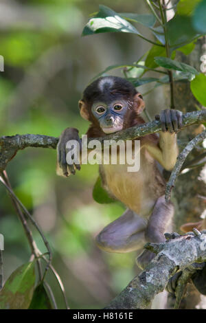Proboscis Monkey (Nasalis larvatus) three to four week old baby, Sabah ...