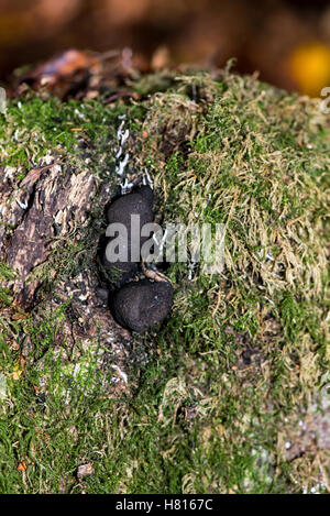 Dead Man's fingers fungus (Xylaria polymorpha) growing on a mossy dead ...