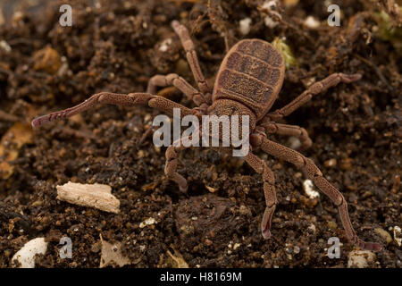Atewa Hooded Spider (Ricinoides atewa) female camouflaged on soil ...