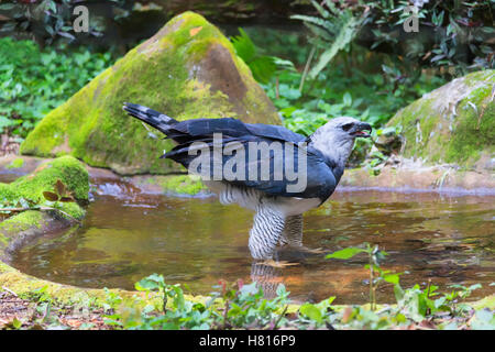 Harpy Eagle (Harpia harpyia) bathing, Brazil Stock Photo - Alamy