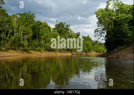 Tiputini River and Rainforest, Yasuni National Park, Amazon Rainforest ...