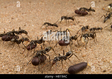 Matabele Ant (Pachycondyla analis Stock Photo - Alamy