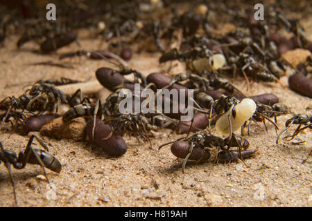 Matabele Ant (Pachycondyla analis Stock Photo - Alamy