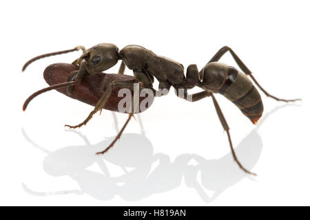 Matabele Ant (Pachycondyla analis Stock Photo - Alamy