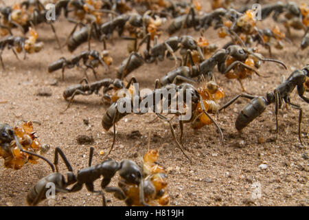 Matabele Ant (Pachycondyla analis Stock Photo - Alamy