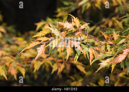 Fagus sylvatica Asplenifolia. Cut leaf beech tree in autumn in Guiting ...