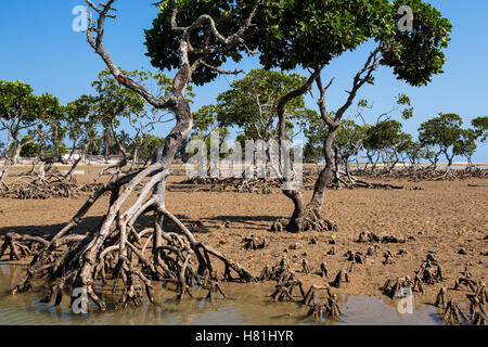 Bakau Kurap (Rhizophora mucronata), Mangrove restored by the Honko ...