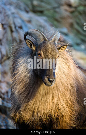 Himalayan Tahr (Hemitragus jemlahicus) male, Westland National Park ...