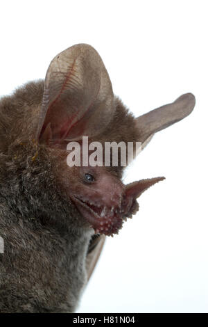 Fringe-lipped Bat (Trachops cirrhosus) two hanging upside down, Guyana ...