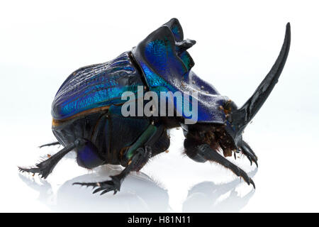 Rhinoceros Dung Beetle (Coprophanaeus lancifer), Suriname Stock Photo ...