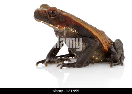 Smooth-sided Toad (Bufo guttatus) on forest floor, Iwokrama Rainforest ...