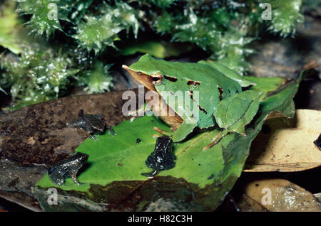Darwin's Frog (Rhinoderma darwinii) male with froglets, in vocal sac ...