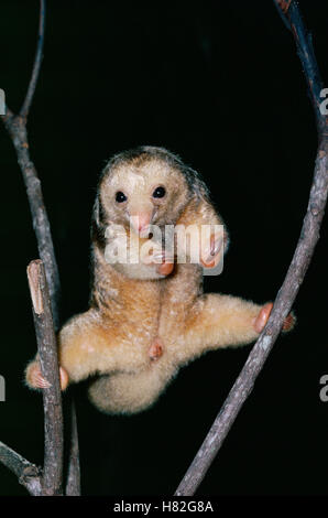 Pygmy Anteater (Cyclopes didactylus) in the rainforest, Costa Rica ...