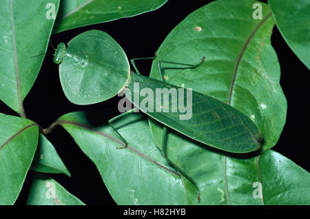 Hooded Praying Mantis (Choeradodis rhomboidea) devouring Katydid ...