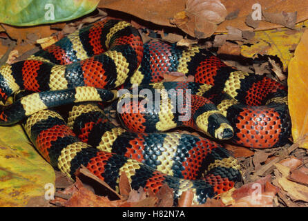 Milk Snake (Lampropeltis triangulum) a Kingsnake, non-venomous mimic of ...
