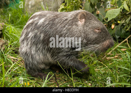 Branick's Giant Rat (Dinomys branickii) feeding on vegetation, native ...