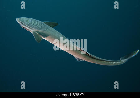 Remora (Remora remora) showing sucker-like first dorsal fin, Umkomaas ...
