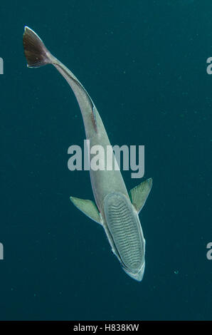 Remora (Remora remora) showing sucker-like first dorsal fin, Umkomaas ...