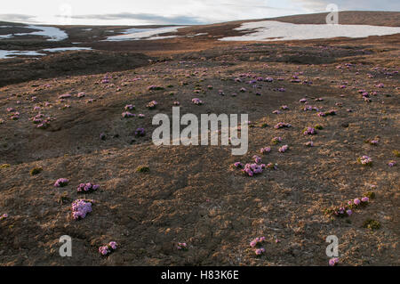 Nakedstem Wallflower (Parrya nudicaulis) flowering in tundra landscape ...