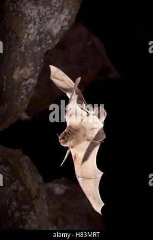 Long-legged Myotis (Myotis volans) pair leaving cave, Pond Cave ...