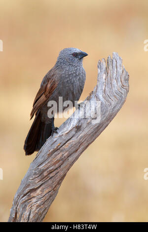 Apostlebird (Struthidea cinerea), Victoria, Australia Stock Photo - Alamy