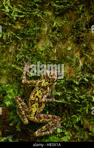 Bornean Rainbow Toad (Ansonia latidisca), unseen since 1924 it was ...